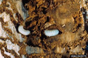 Mountain Pine Beetle In Colorado: How To Spot It, Stop It, And Protect ...