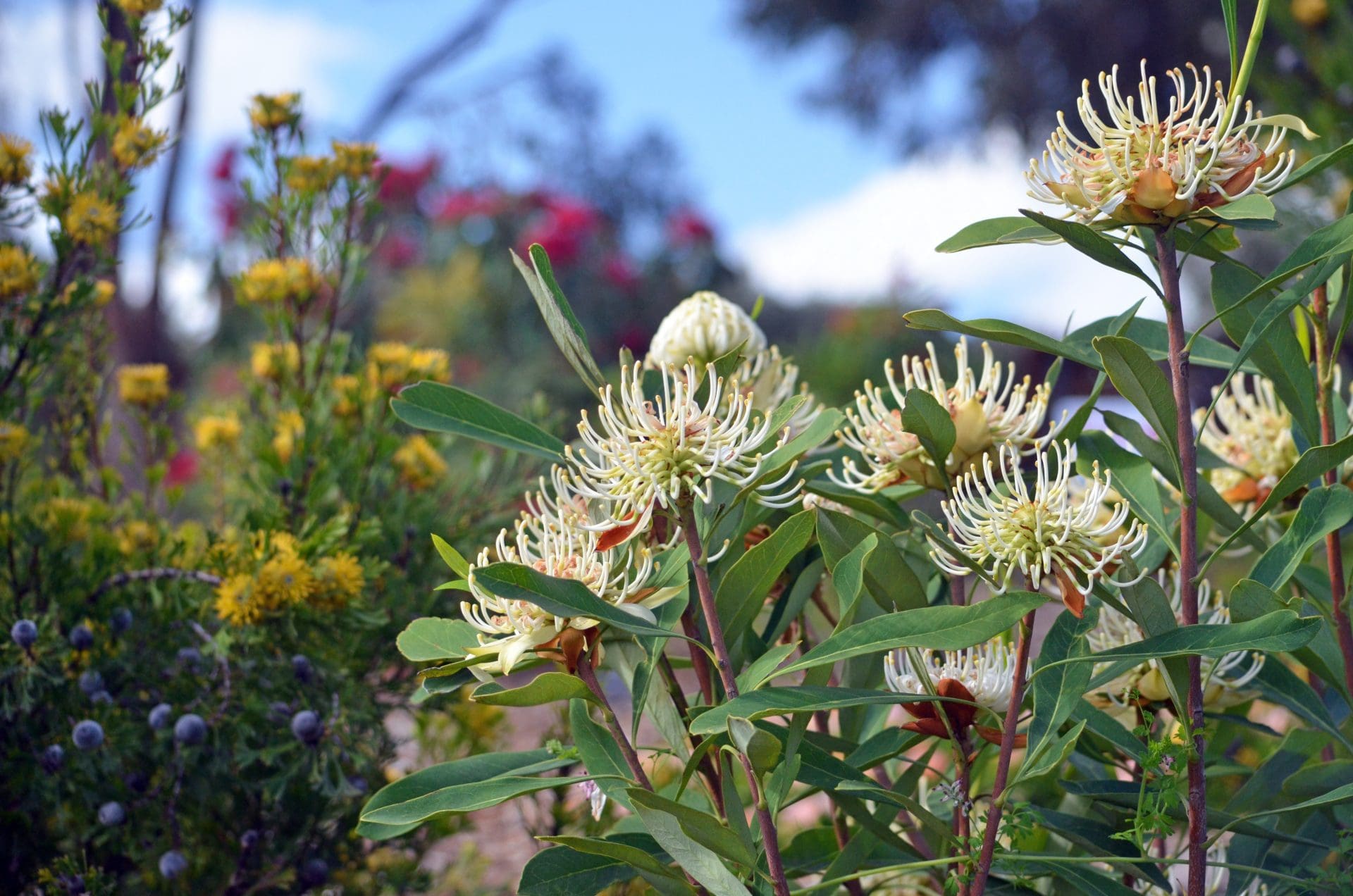 Top Hardiest Plant Types For The Winter In Colorado Springs