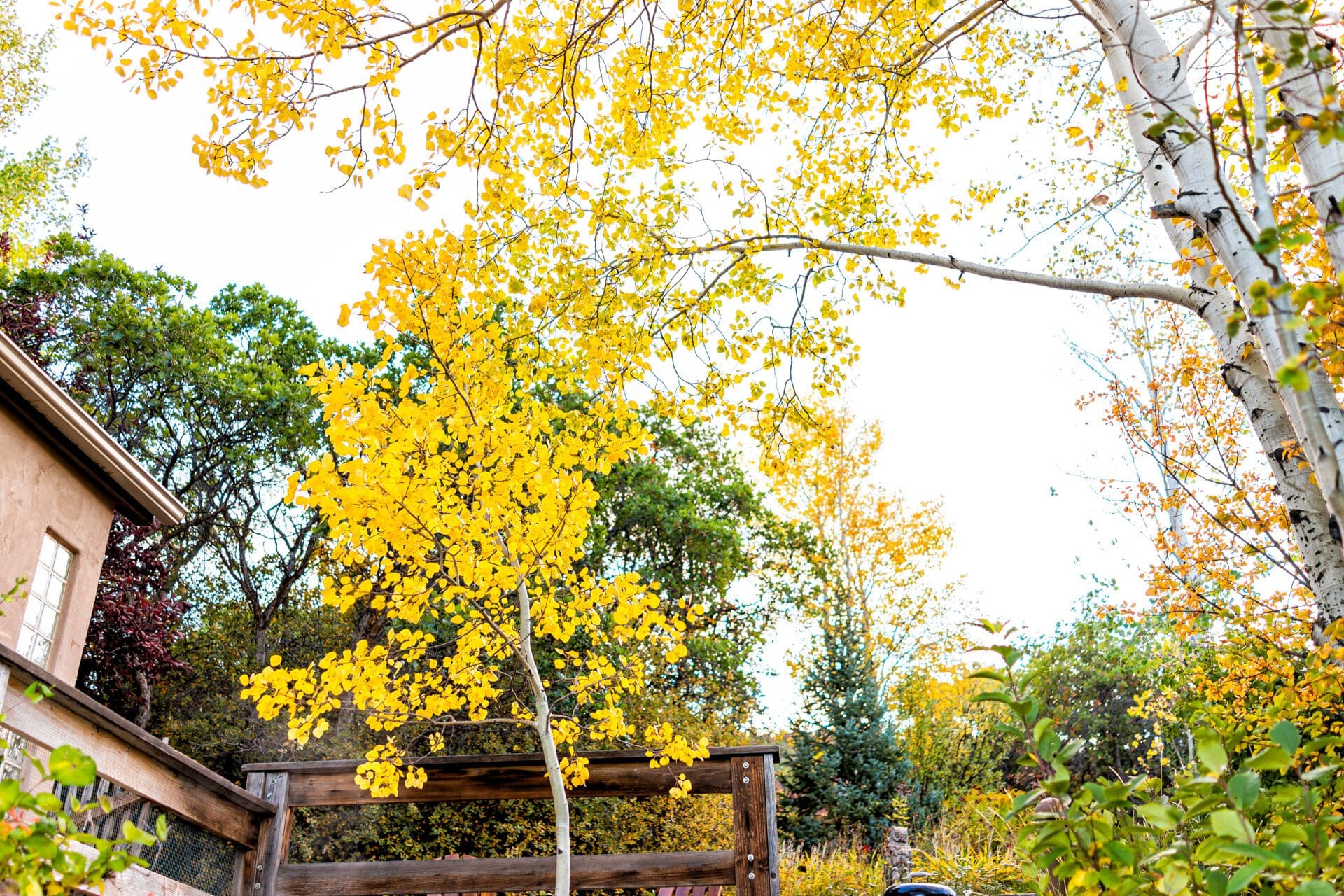 Advantageous Drought-Tolerant Trees | Front Range Arborists