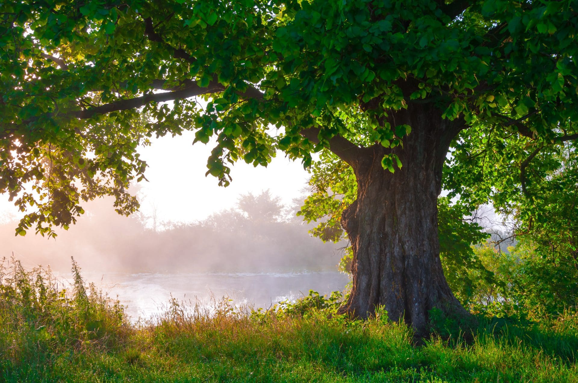 Tips To Keep Trees Healthy | Front Range Arborists