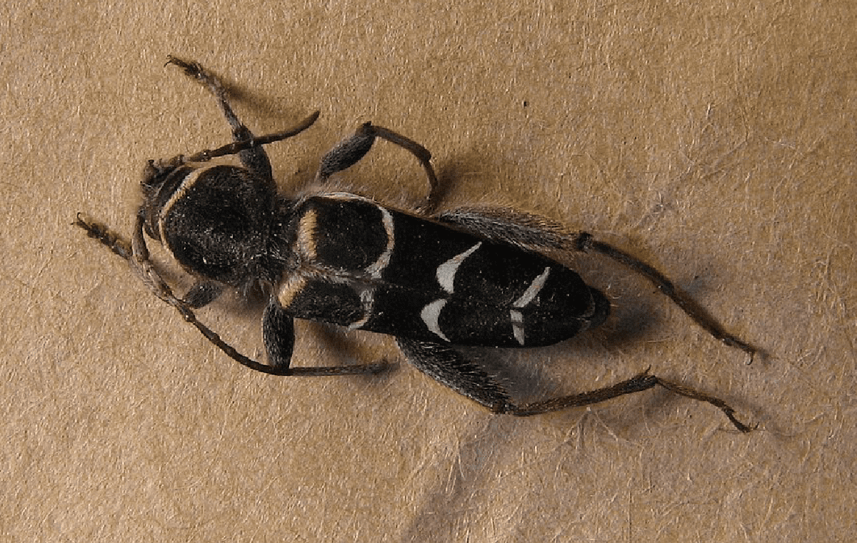 Borer Prevention And Control: Keeping Your Trees Safe From Pests ...