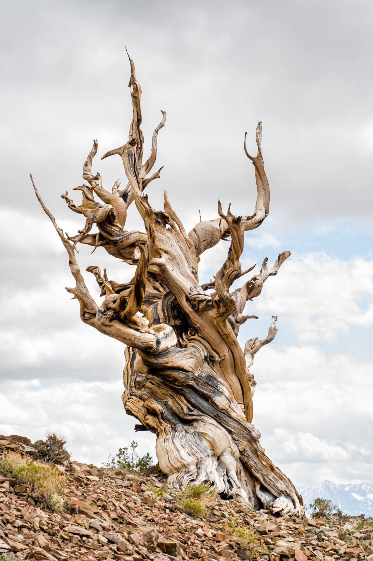 The Oldest Tree In The World: Pinus Longaeva