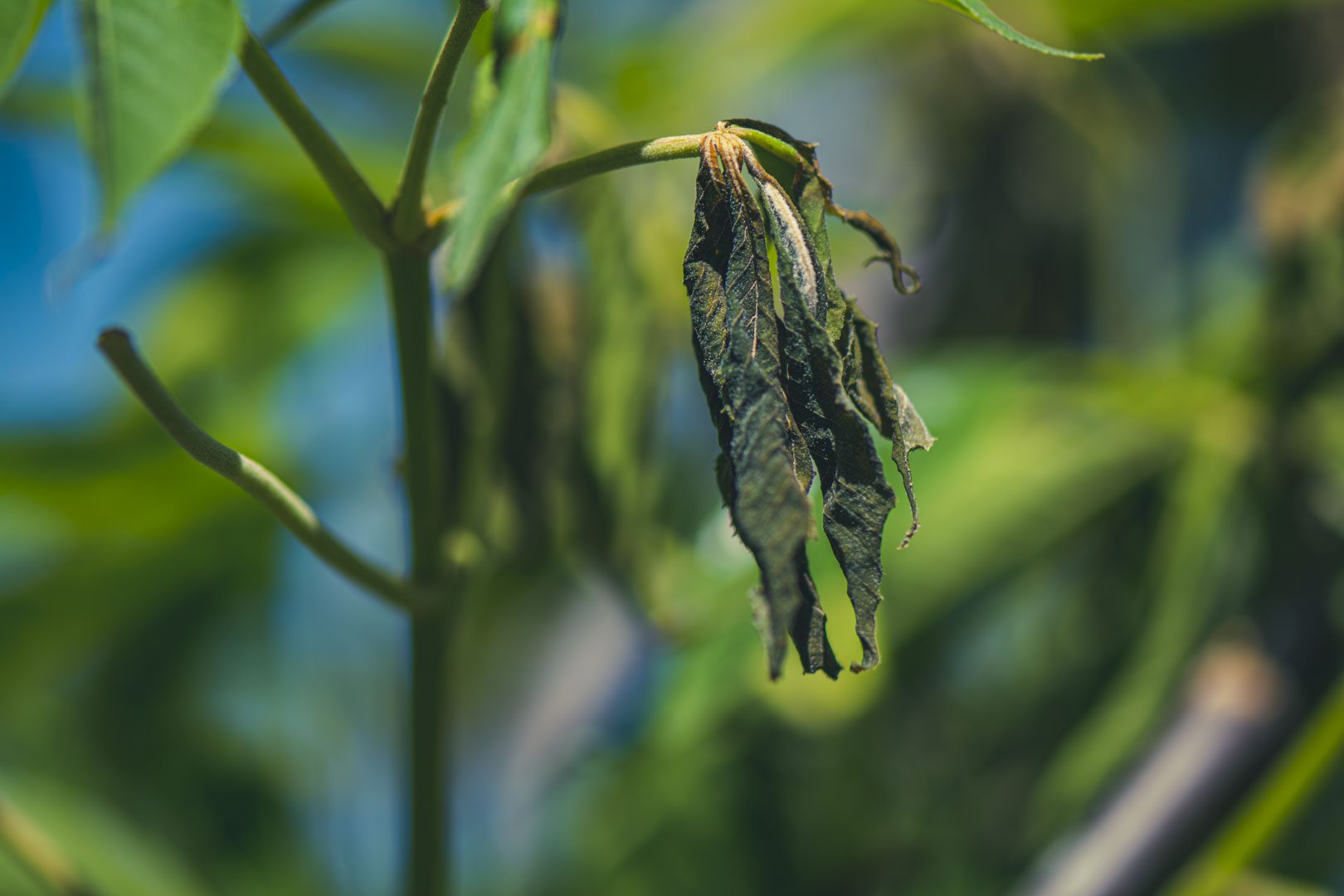 Is My Tree Dying? Signs Of Stress And When To Remove It