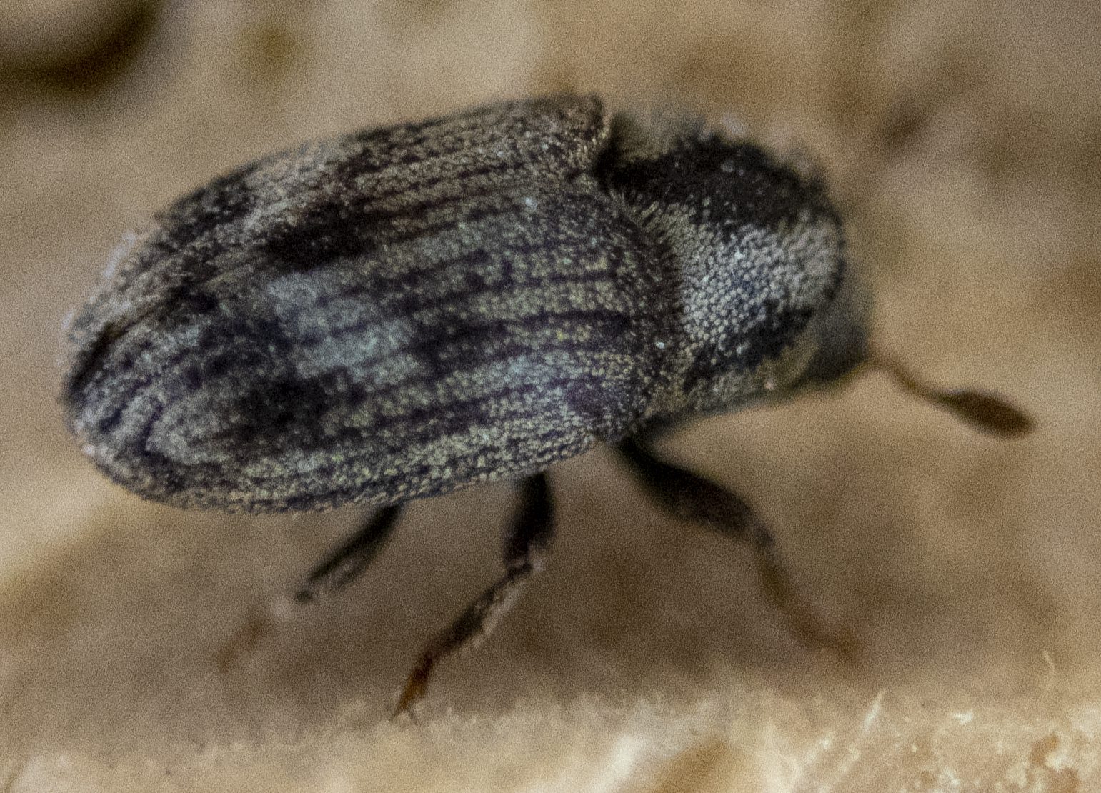 Bark Beetles: Types, Prevention Tips And How To Protect Your Trees ...