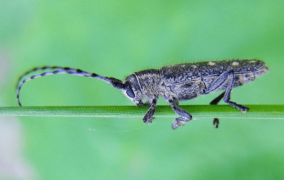 Borer Prevention And Control Keeping Your Trees Safe From Pests