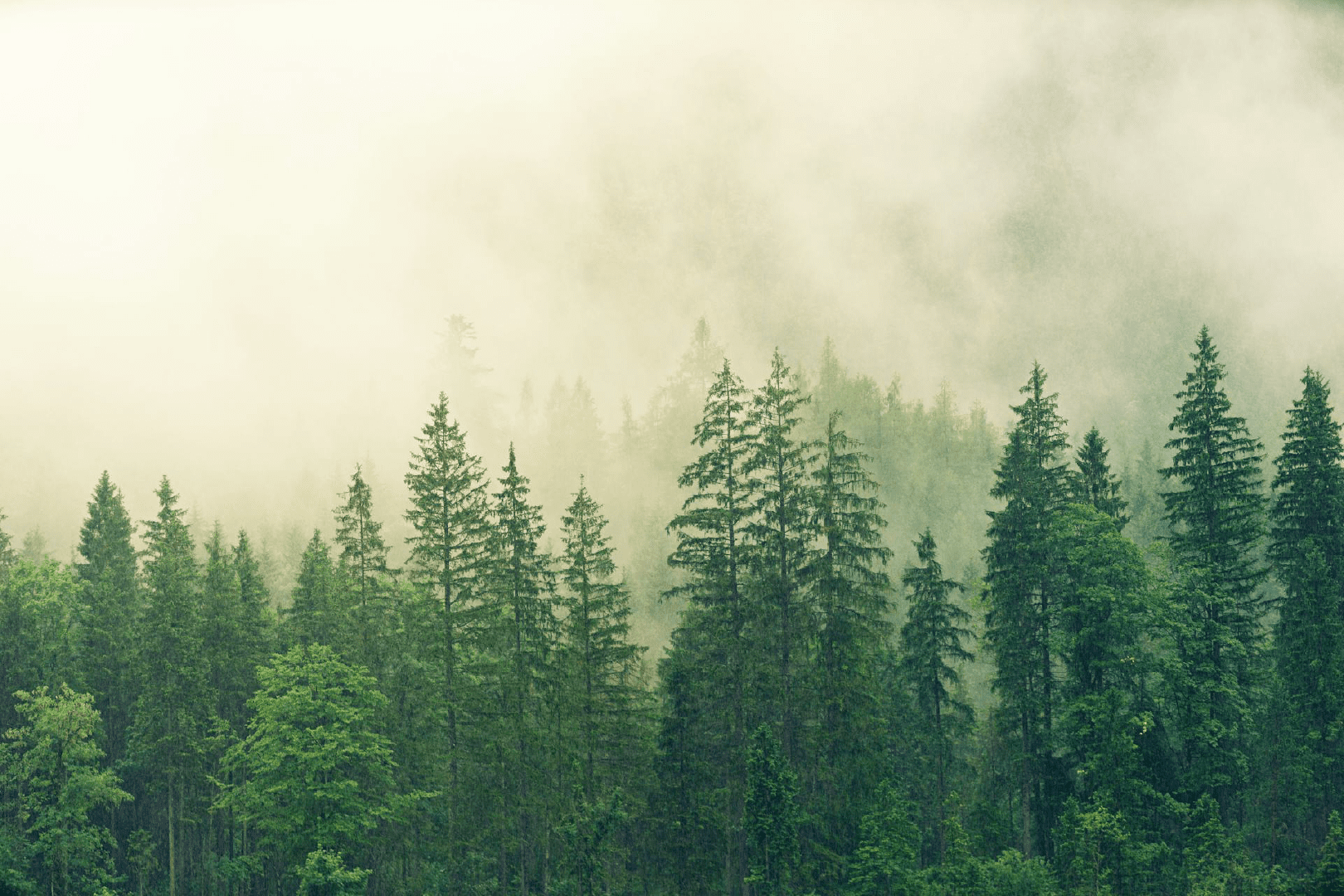 Fire Mitigation Services | Colorado Springs | Front Range Arborists
