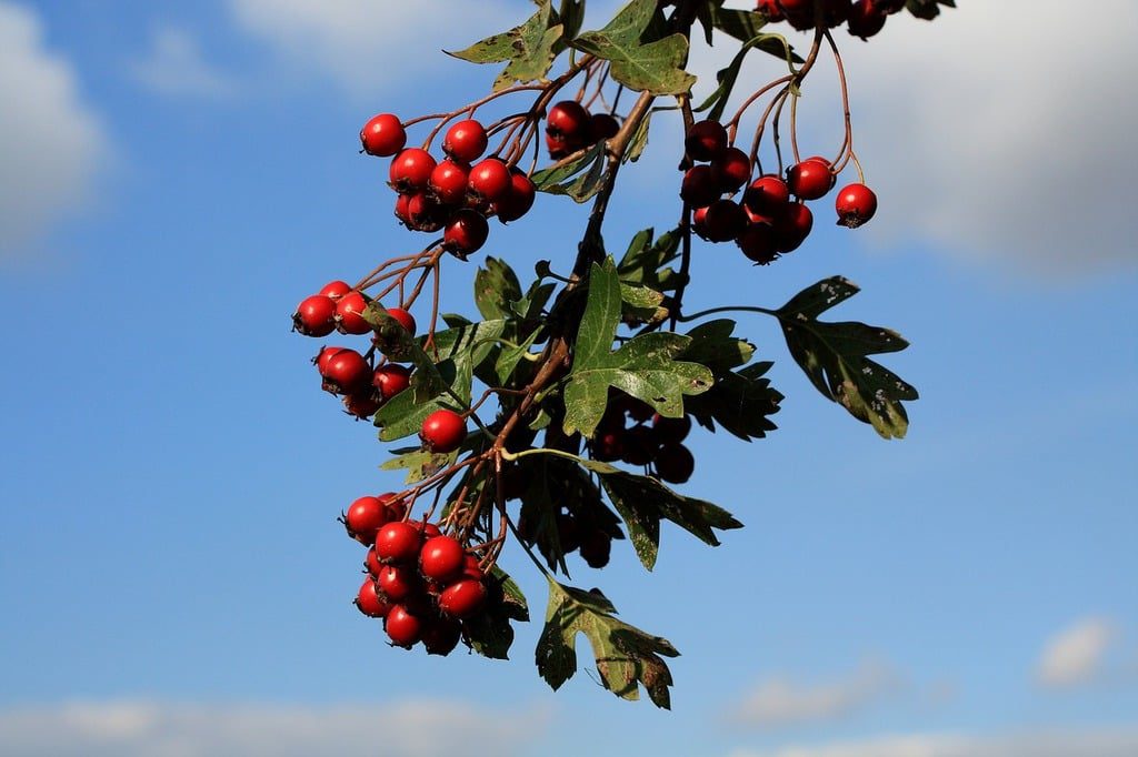 7 Best Flowering Trees For Colorado | Front Range Arborists