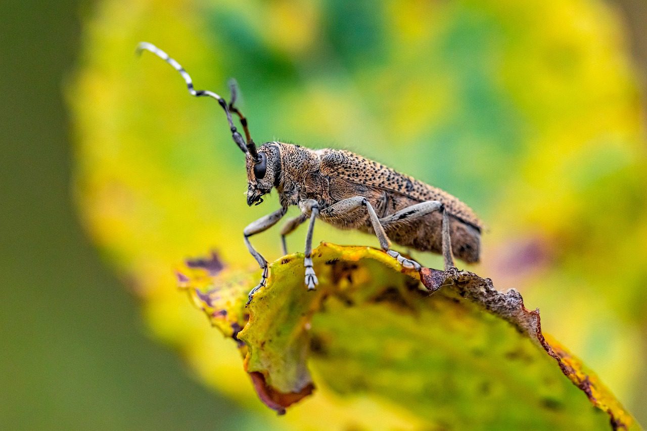 Bark Beetles: Types, Prevention Tips And How To Protect Your Trees ...