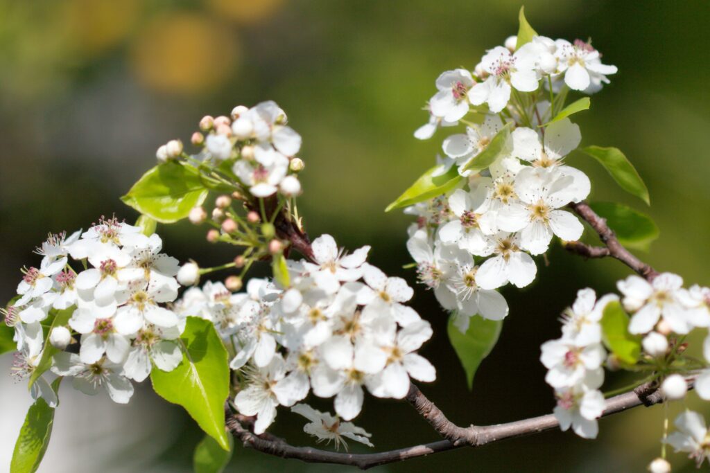 7 Best Flowering Trees For Colorado | Front Range Arborists