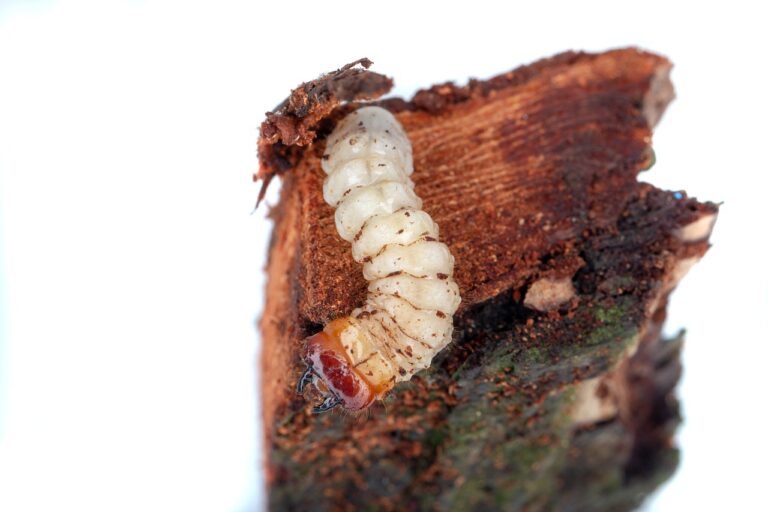 Bark Beetles: Types, Prevention Tips And How To Protect Your Trees ...