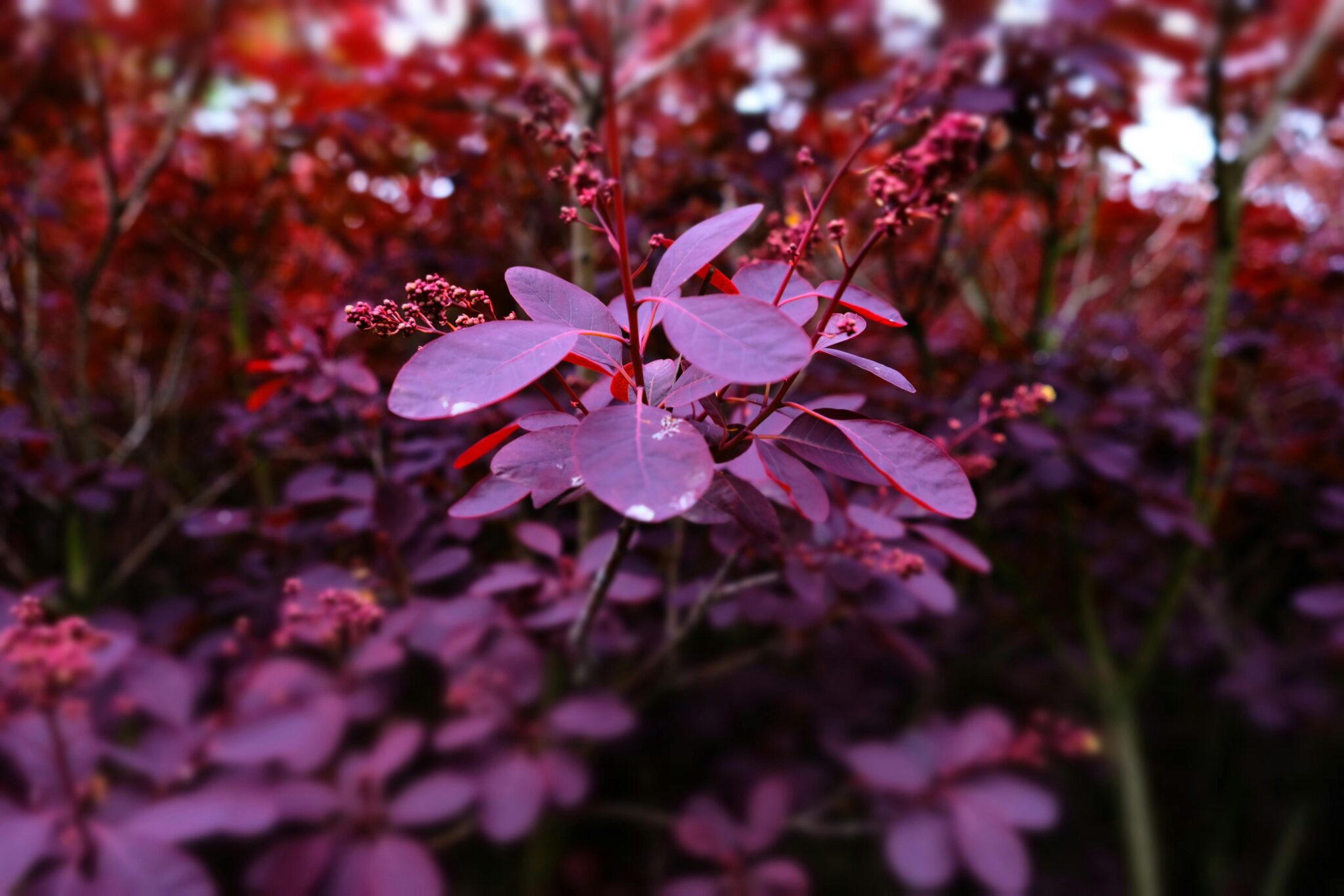 Best Shrubs For Colorado | Colorado Springs | Front Range Arborists