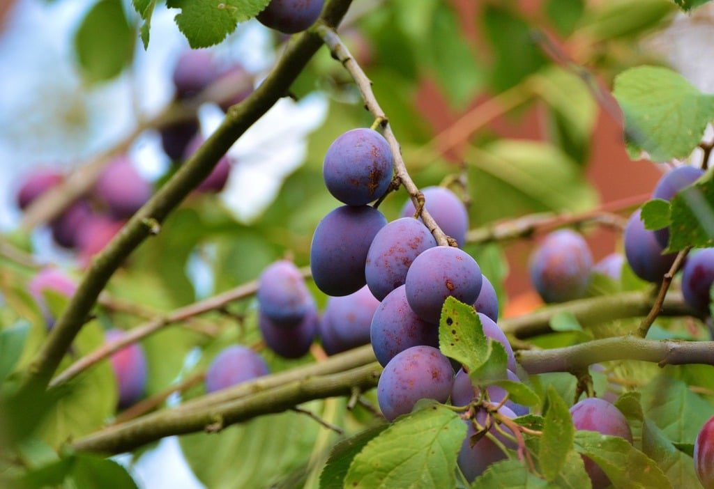 7 Best Flowering Trees For Colorado | Front Range Arborists